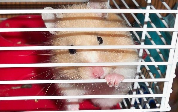 Why Do Hamsters Bite Their Cage? - itechfy