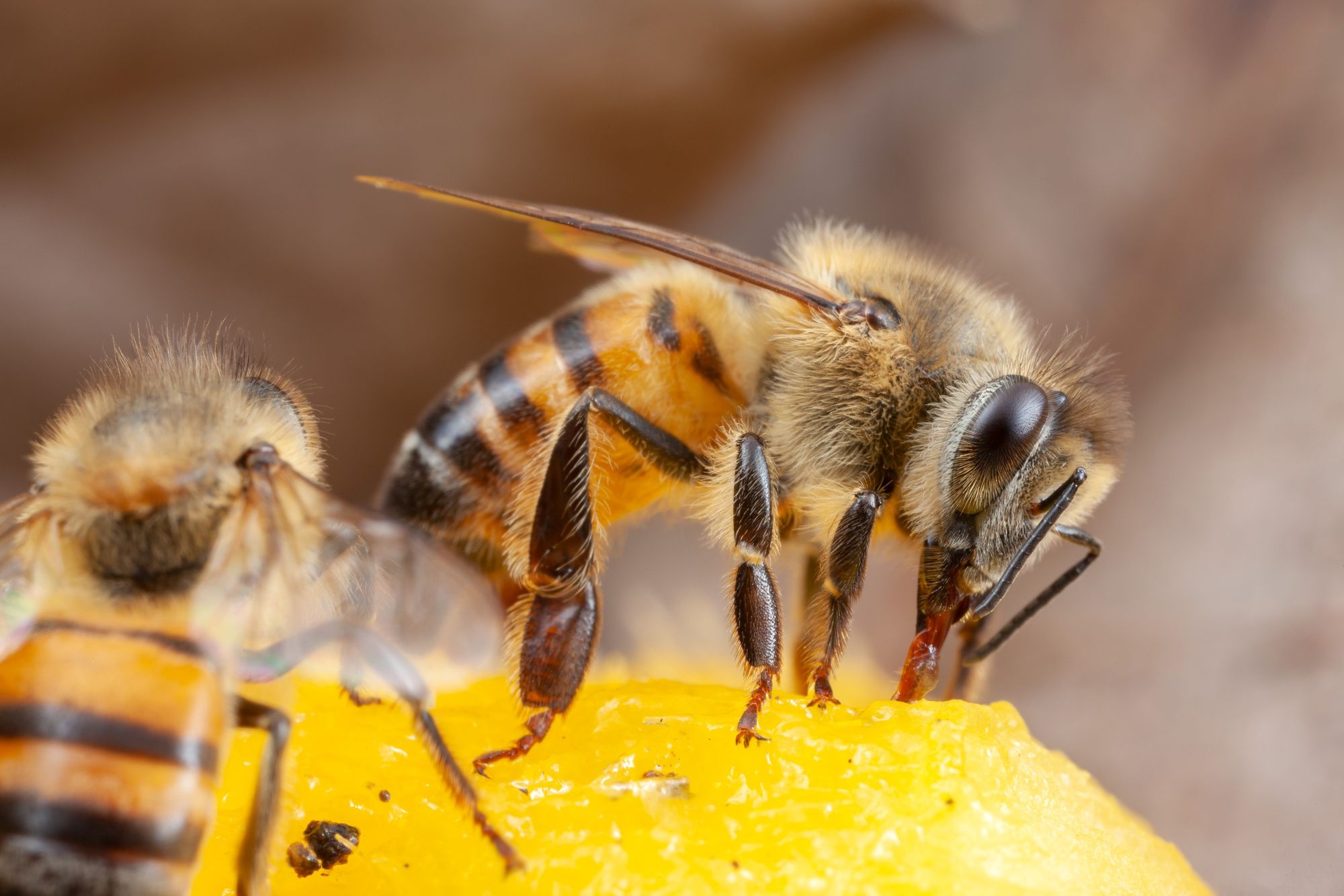 From Pollination to Plate: How Healthy Bee Populations Impact Our Food ...